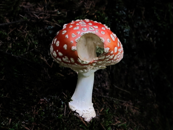 The poison of envy - GoThereFor.com